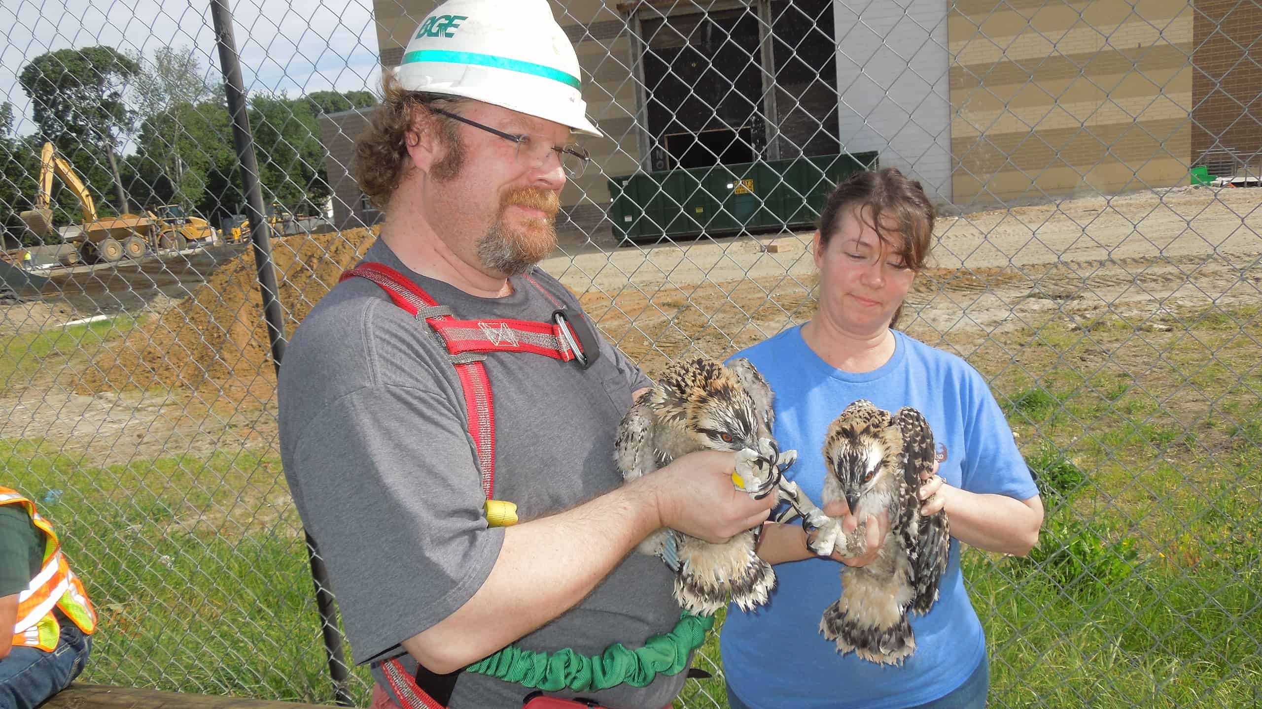 osprey chicks USFWS banding 6-2016 – Loudoun Valley Raptor Center